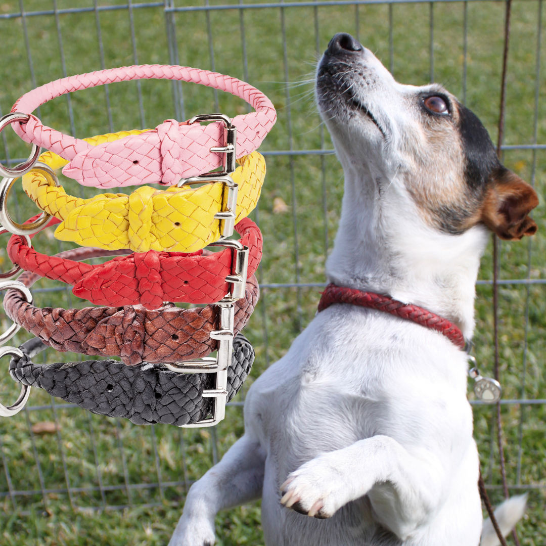 Leads & Collars – Badgery Belts AUS